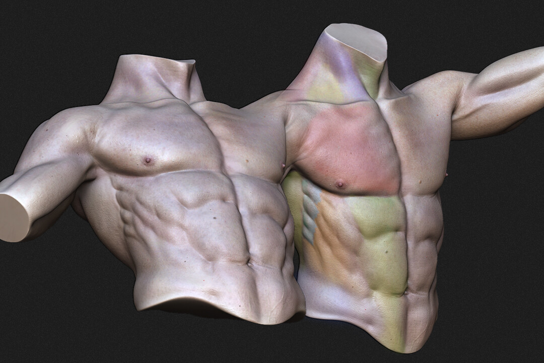 ArtStation - Torso Anatomy Study