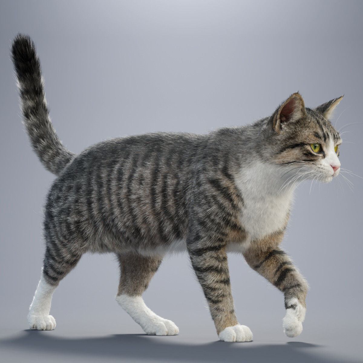 VFX models - Tabby Cat White Animation | Blender 3D Model