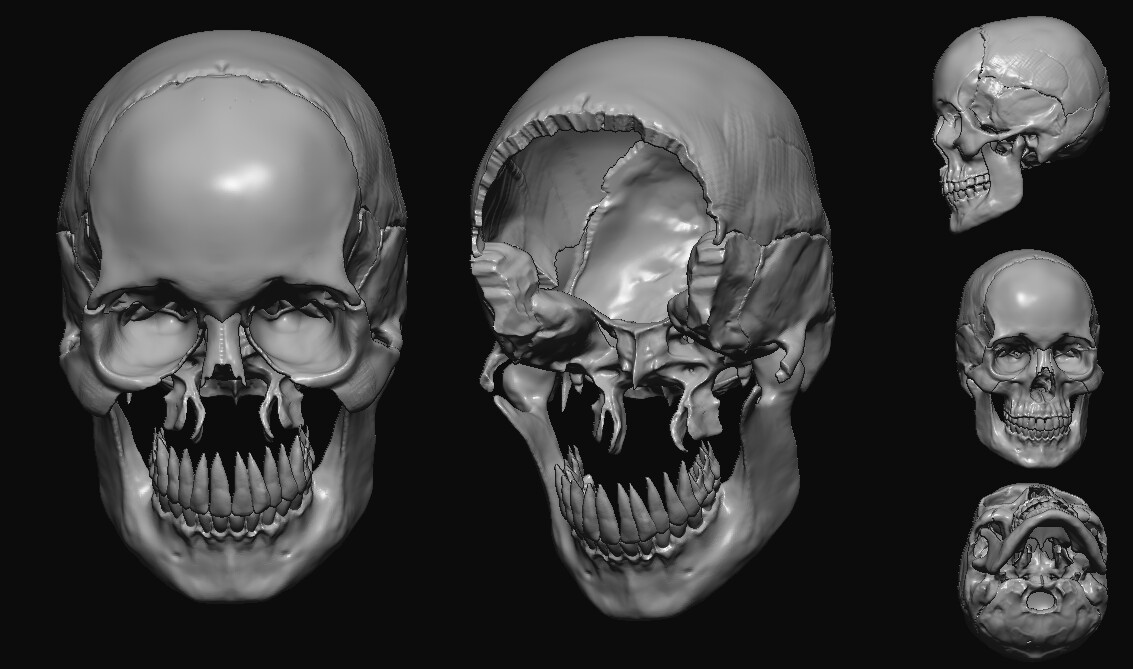 ArtStation - The progress of Écorché studying, skeleton stage in progress