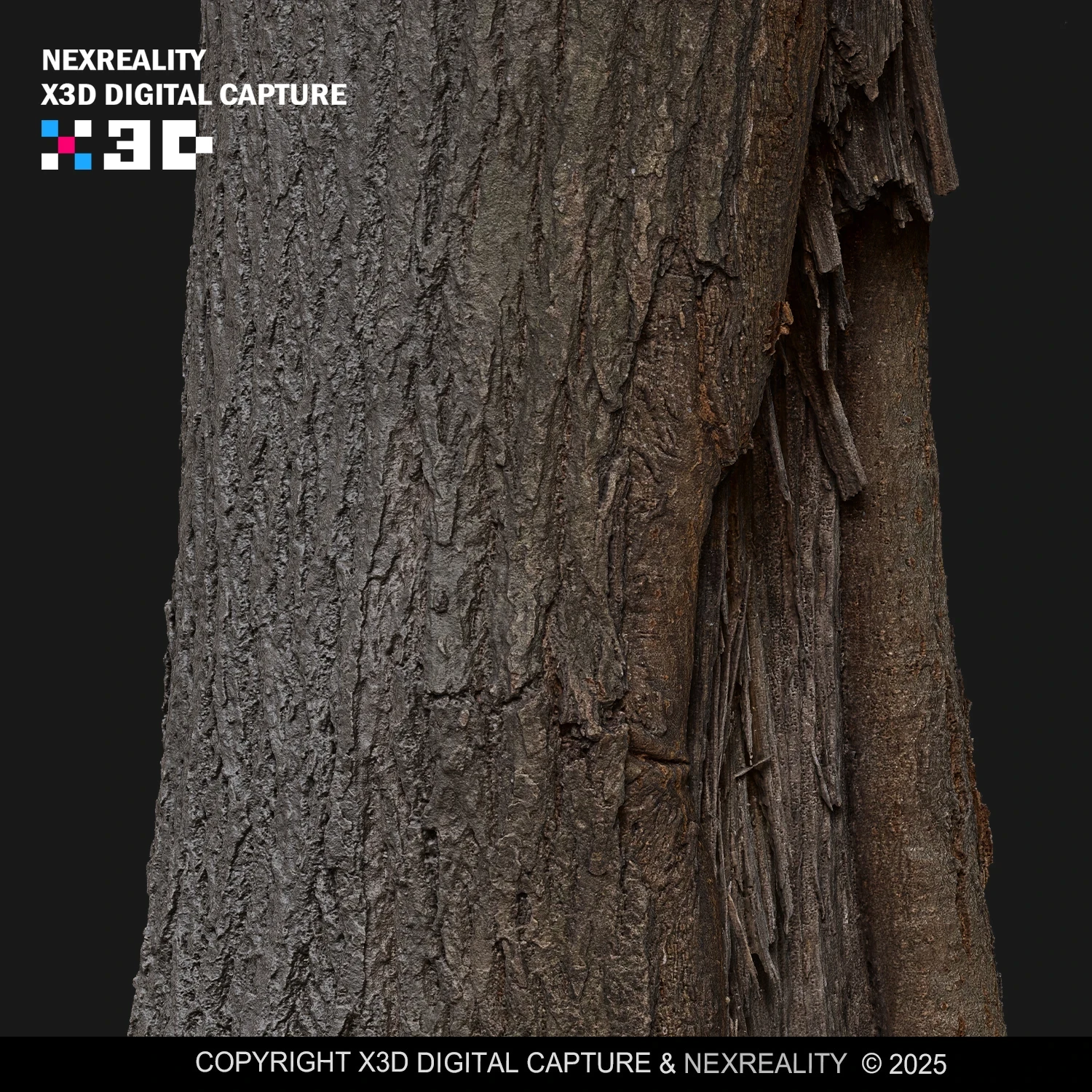 ArtStation - 3D Scan Tree 02