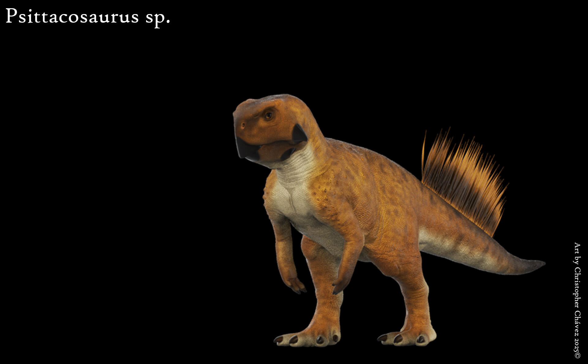 ArtStation - Psittacosaurus sp.