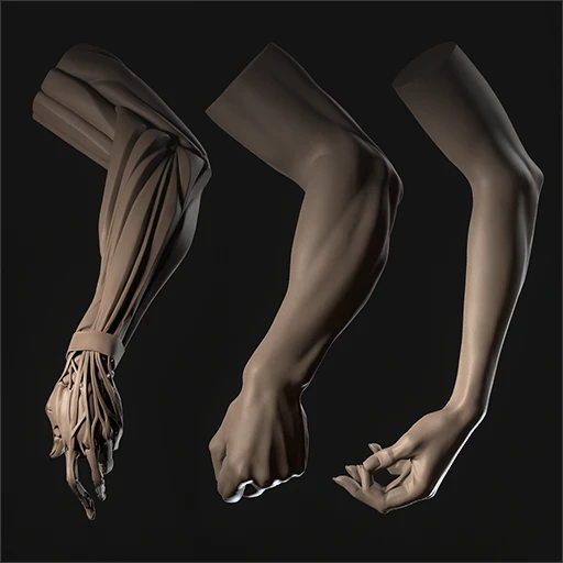 ArtStation - Arm and hand anatomy