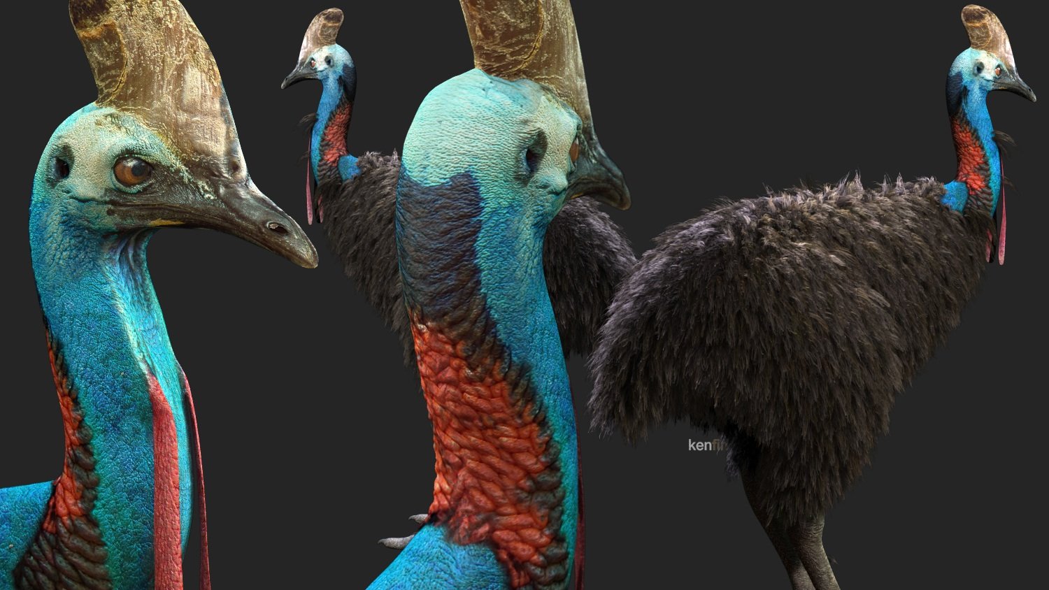 ArtStation - Cassowary Study