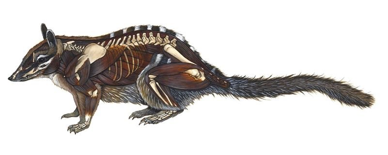 ArtStation - Numbat Anatomy