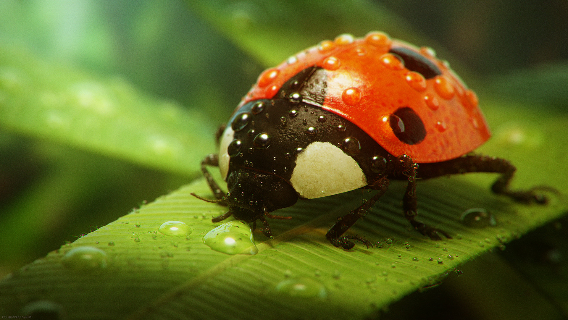ArtStation - Ladybug, Andrzej Sykut