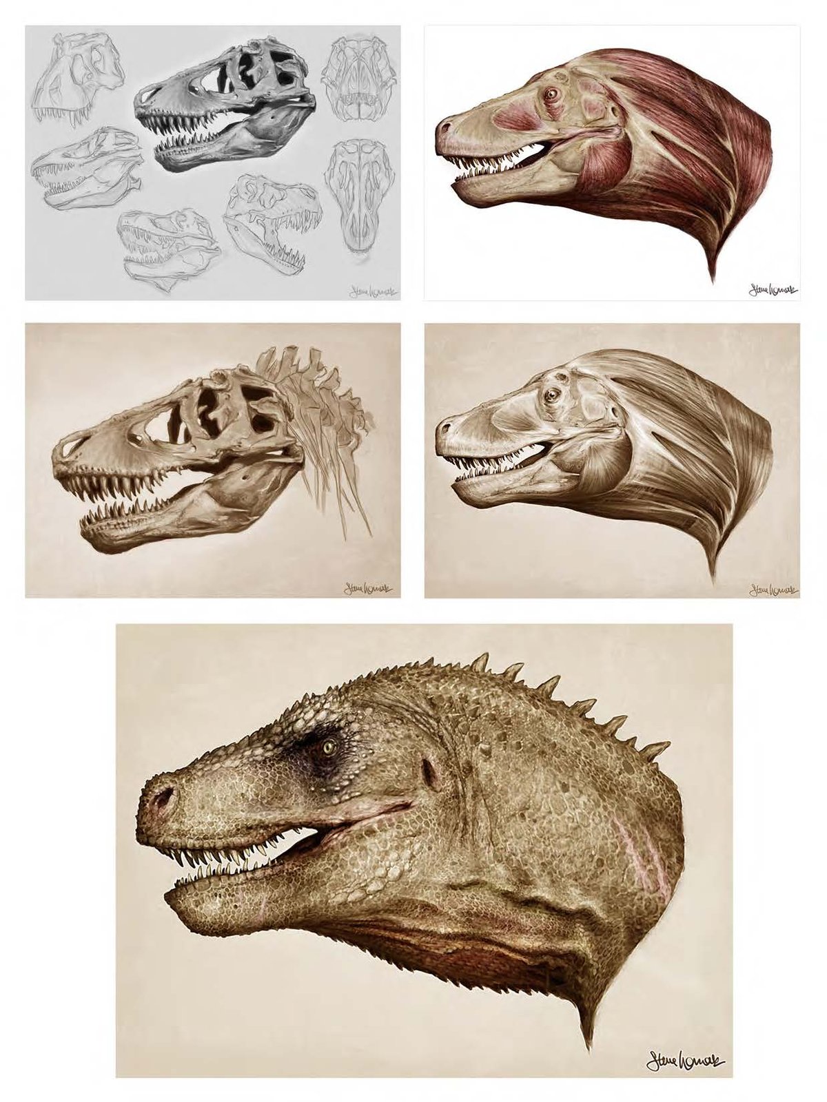 Steven Womack - Rex Reconstructed - Progress