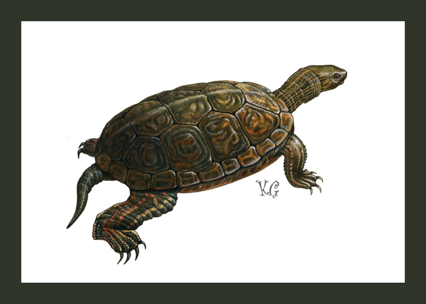 ArtStation - Turtle