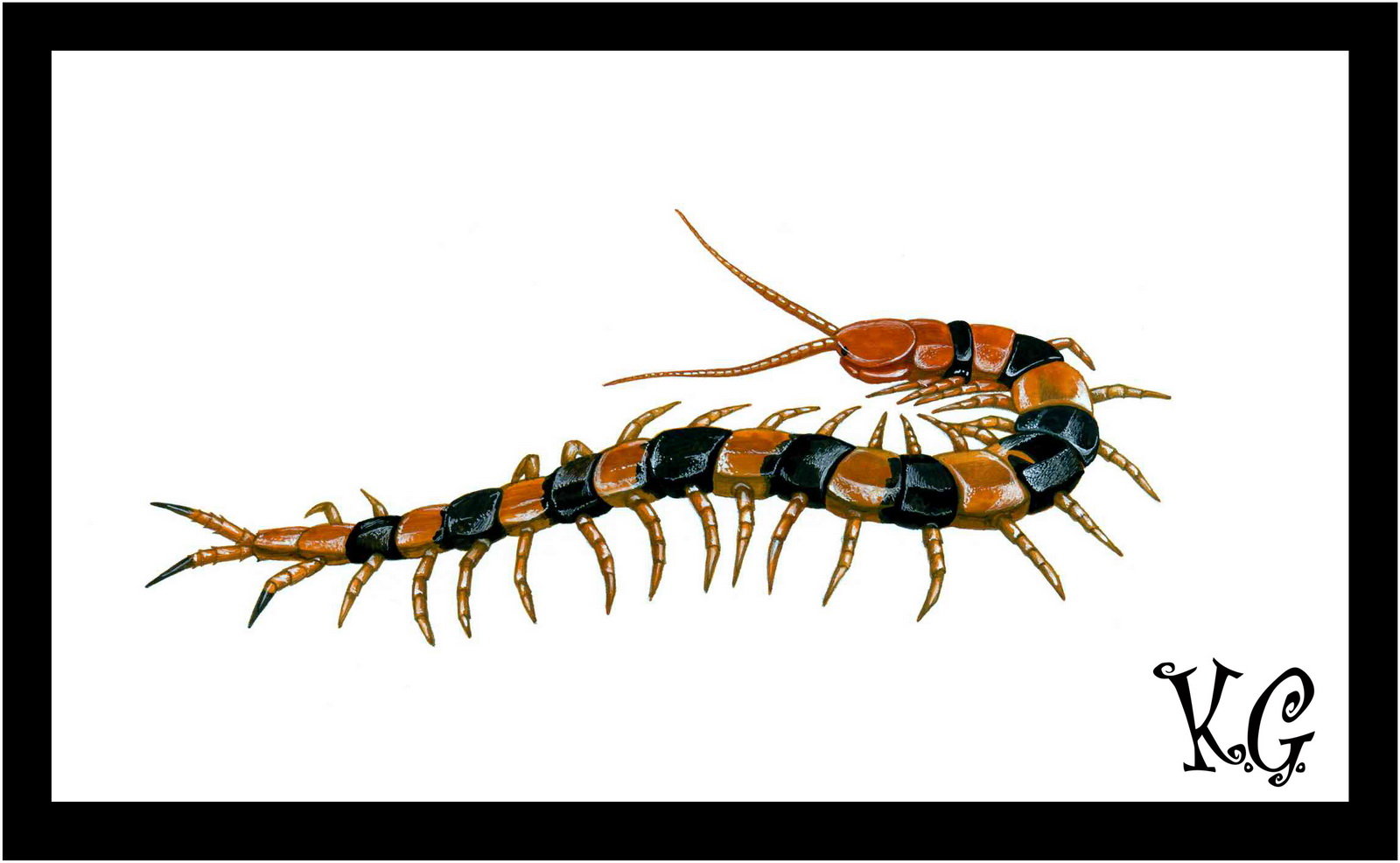 ArtStation - millipede :)