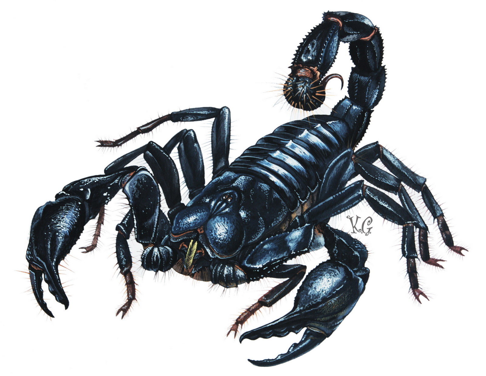 ArtStation - scorpion