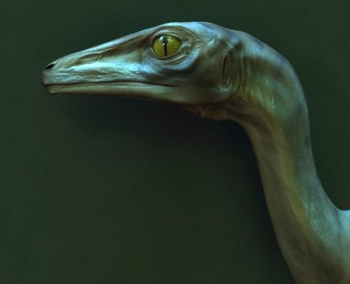 troodon formosus