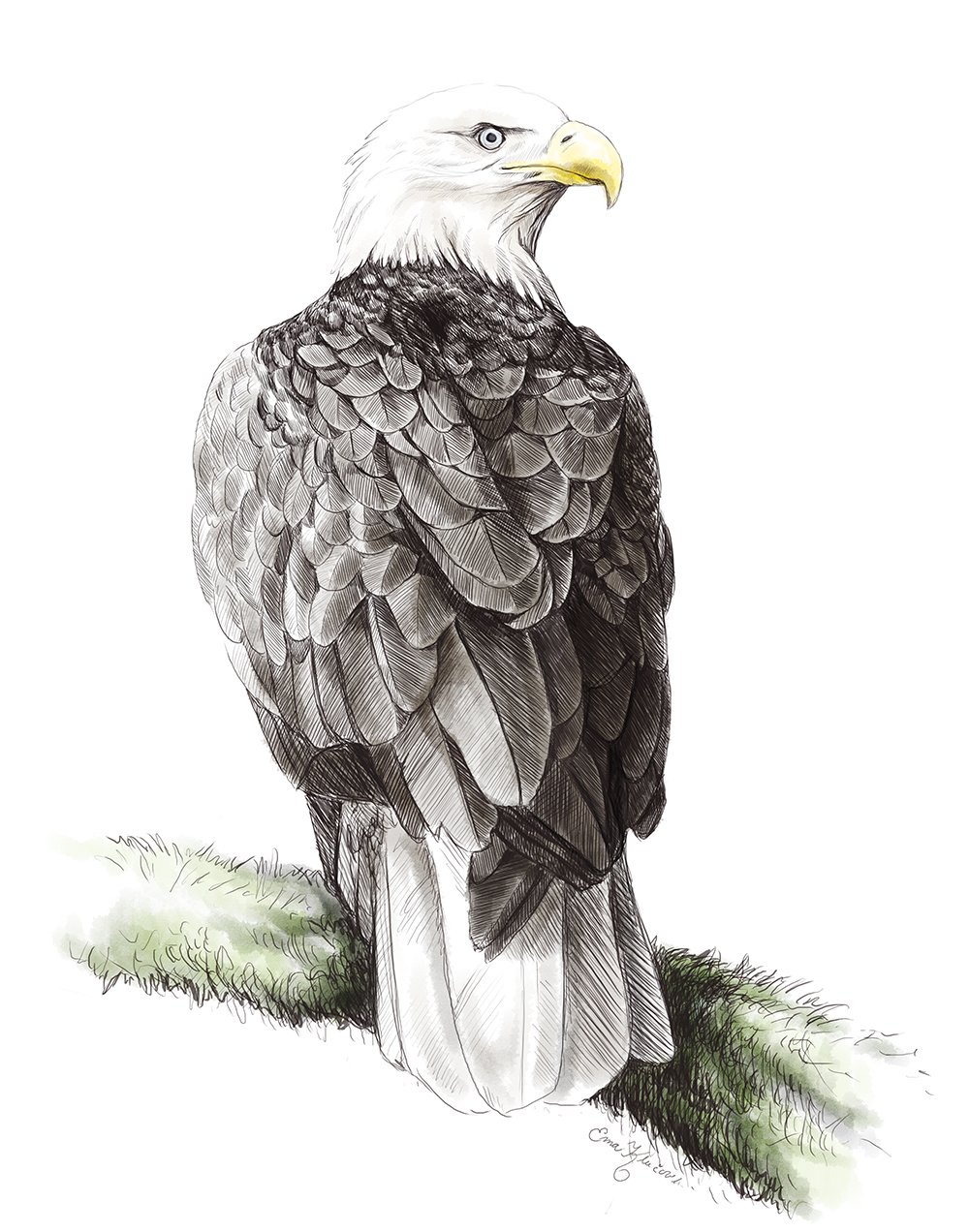 how to draw eagles full body