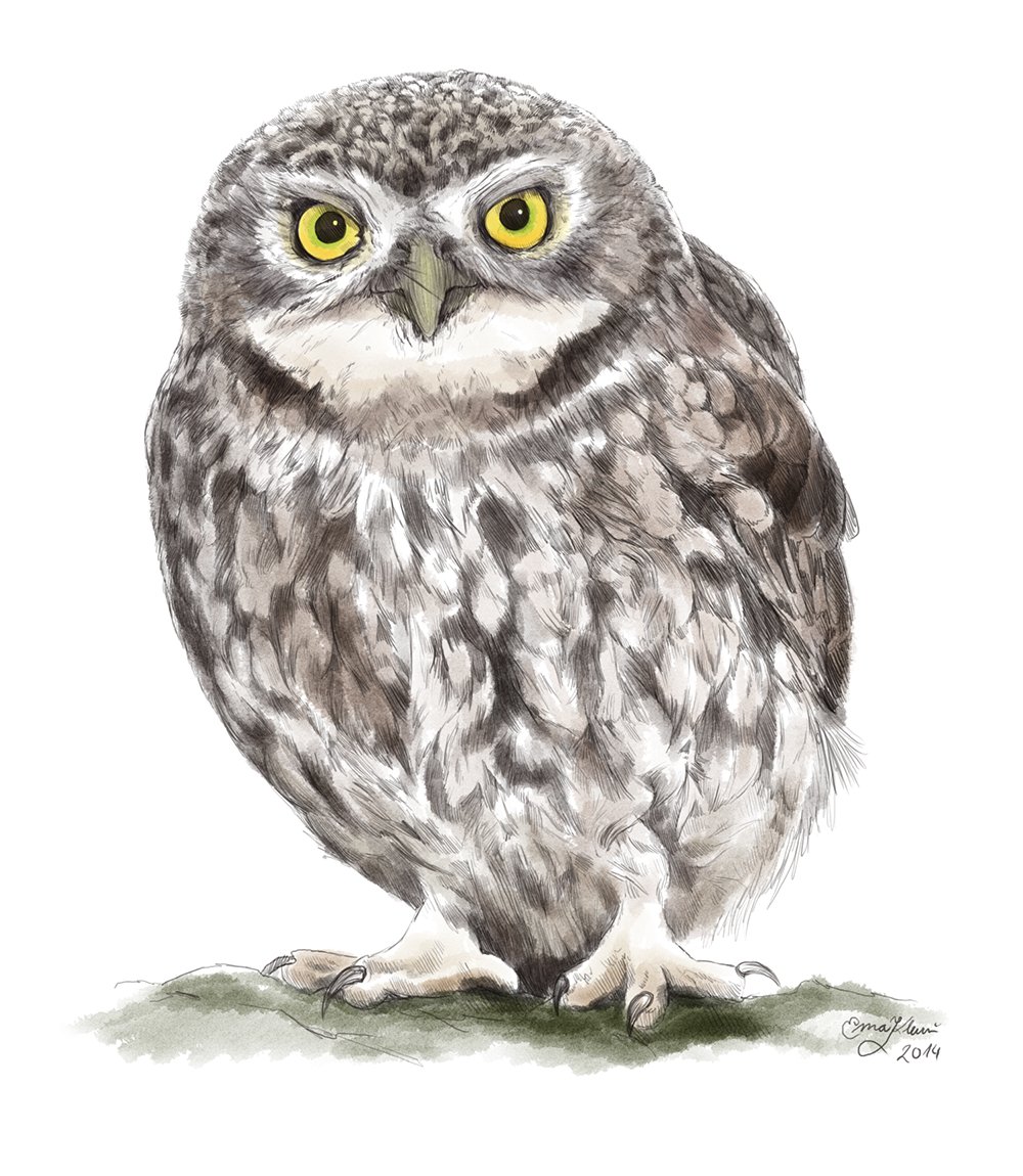 how to draw a little owl