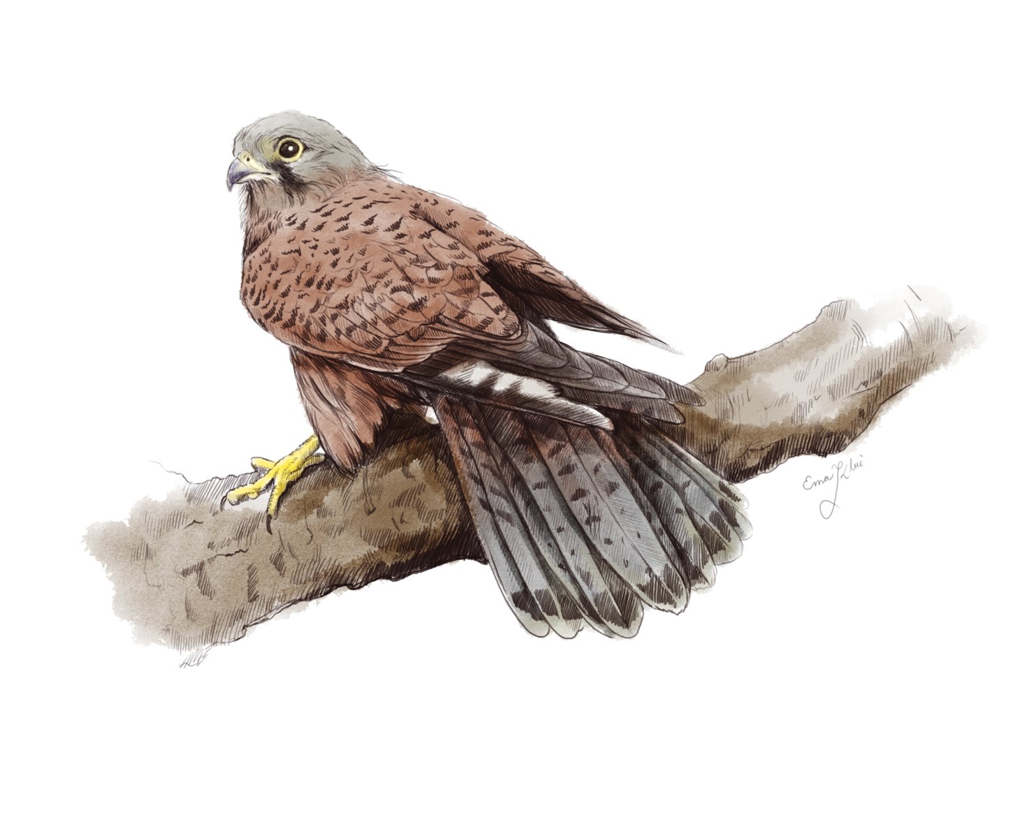 ArtStation - Common Kestrel
