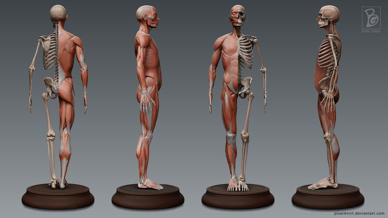 Artstation Human Anatomy Model