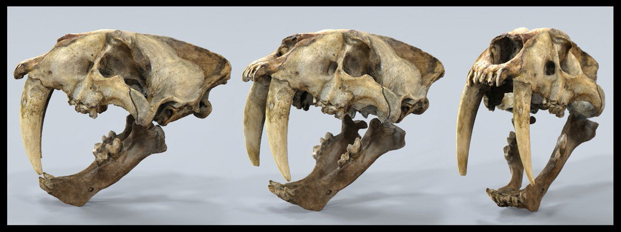 ArtStation - SMILODON SKULL MUSEUM QUALITY