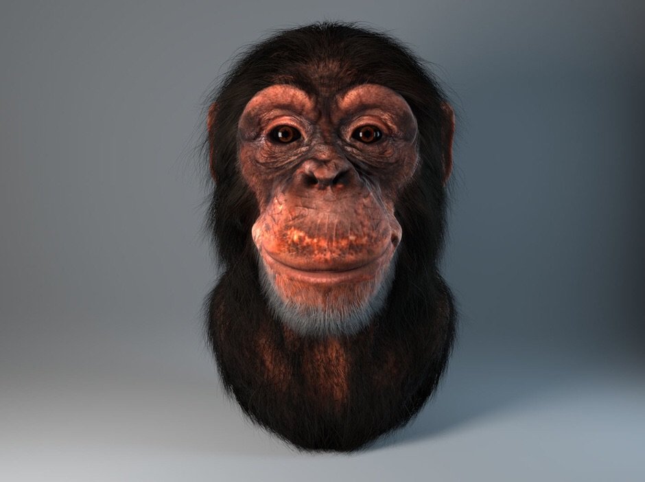 ArtStation - Chimpanzee bust