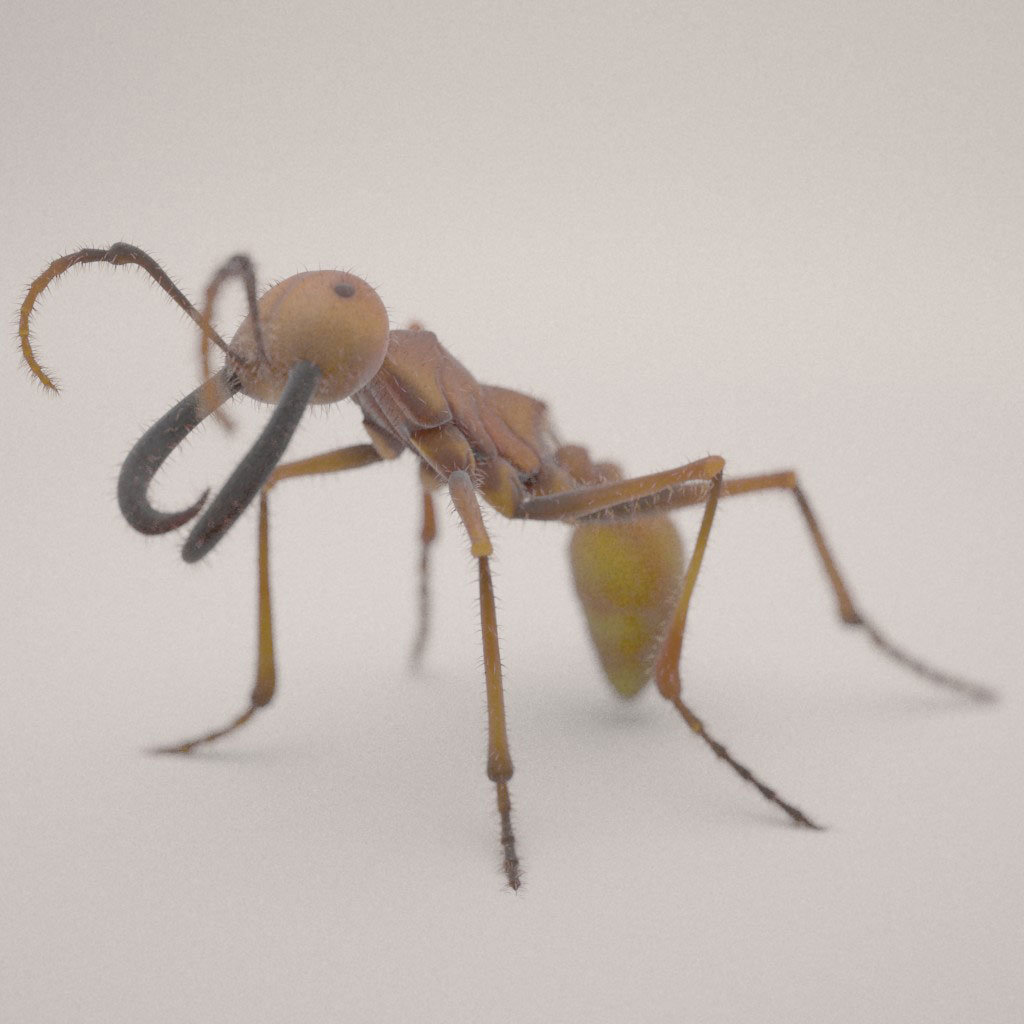ArtStation - Ant