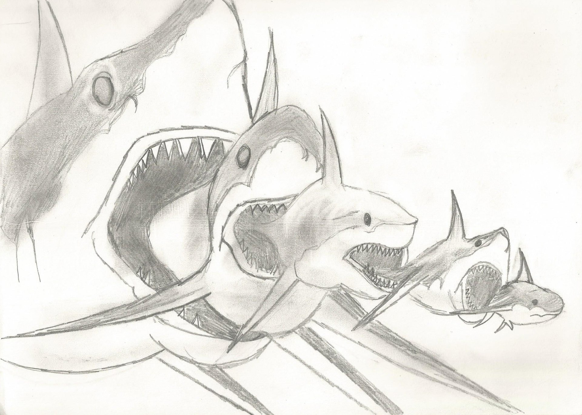 Shark Eating Fish Drawing