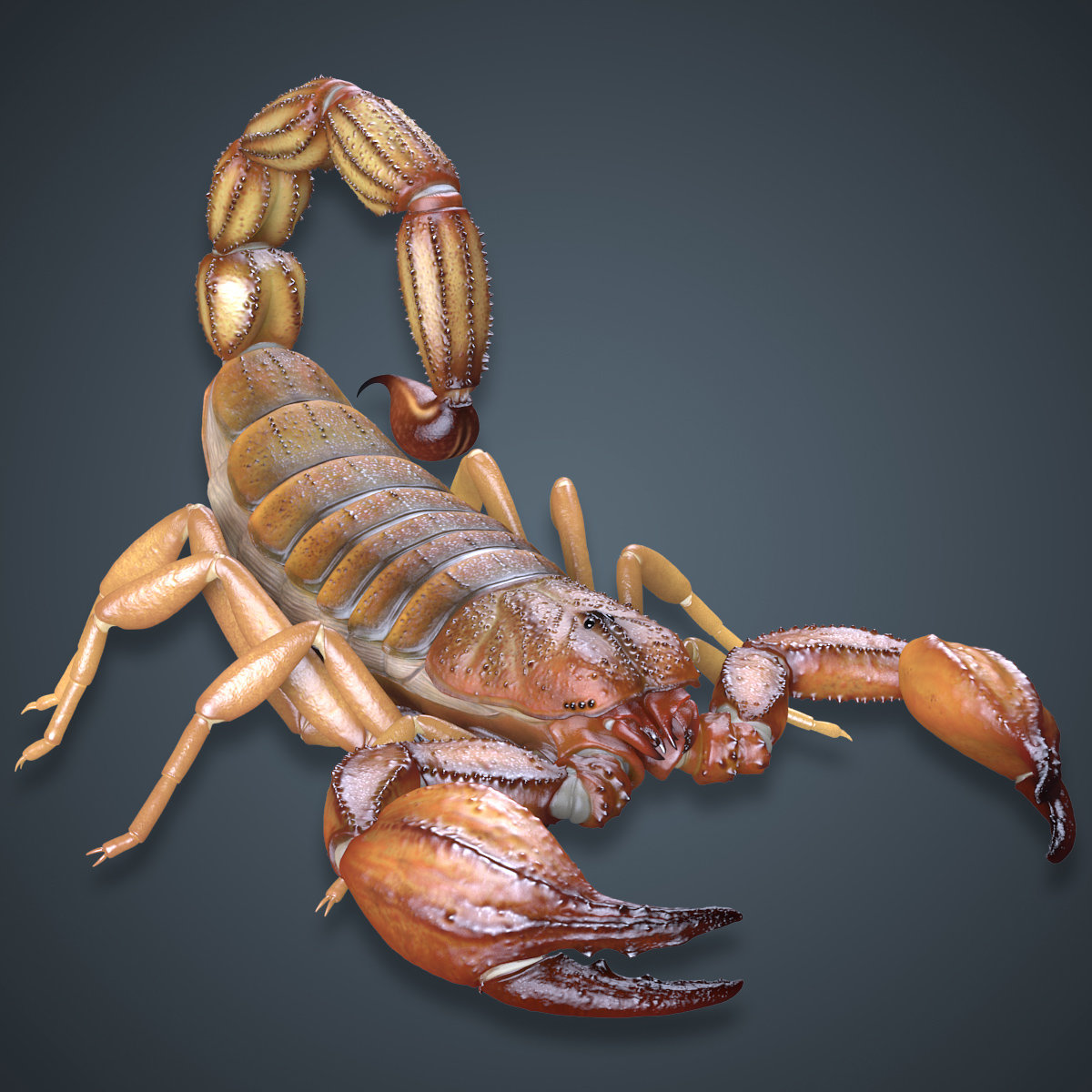 ArtStation - Brown Scorpion