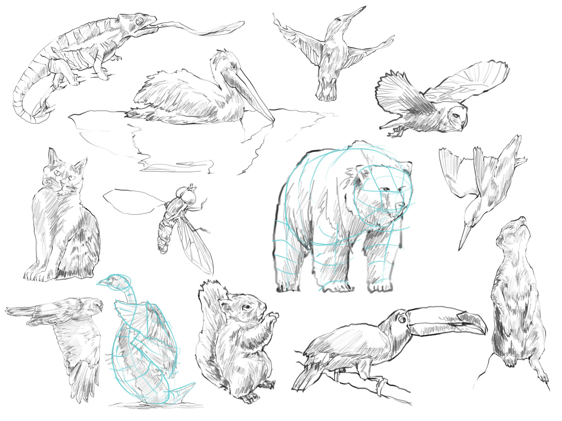 ArtStation - Animal/Creature Designs and Sketches