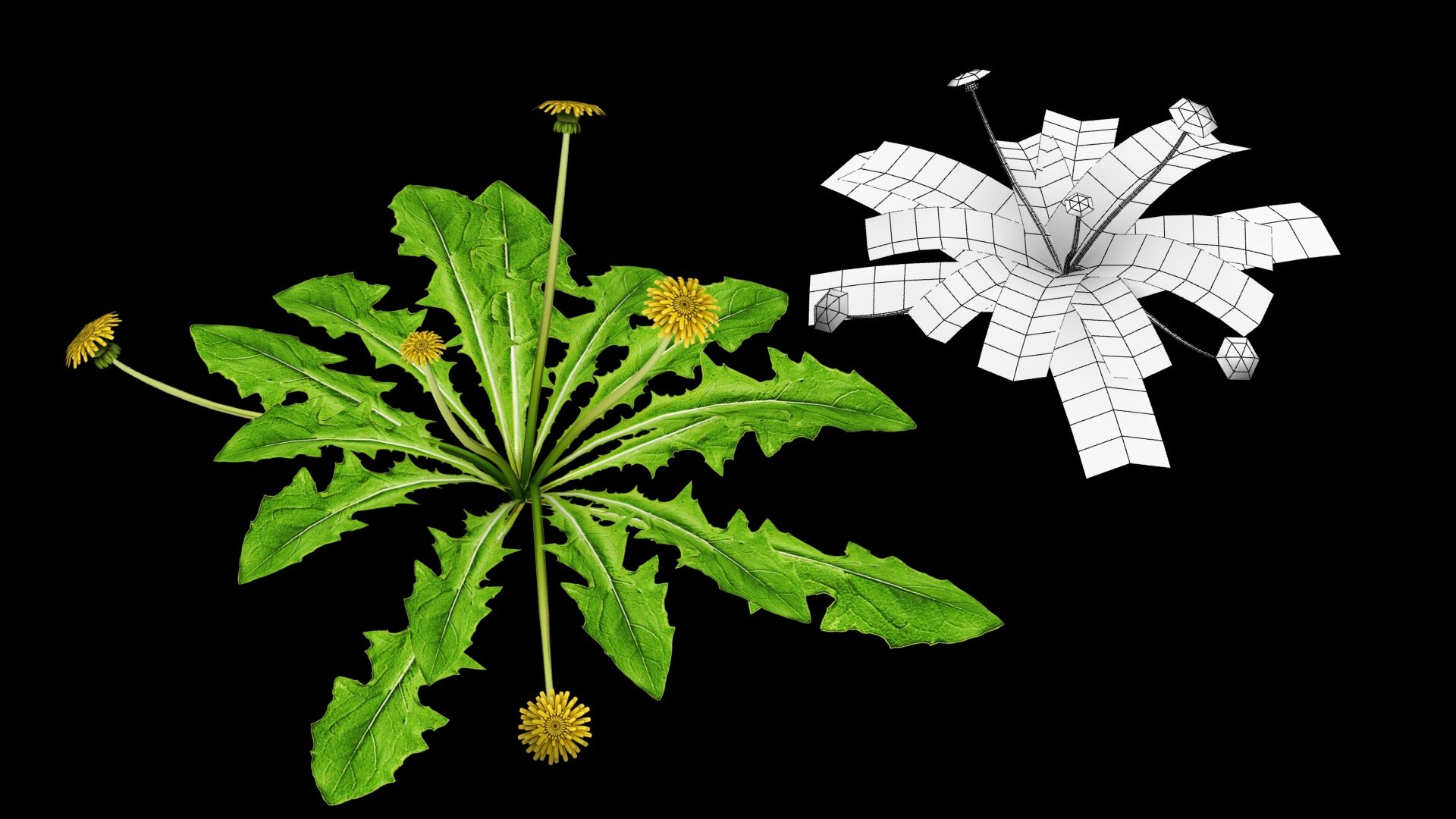 ArtStation - Polish plant Taraxacum, Jakub Basara