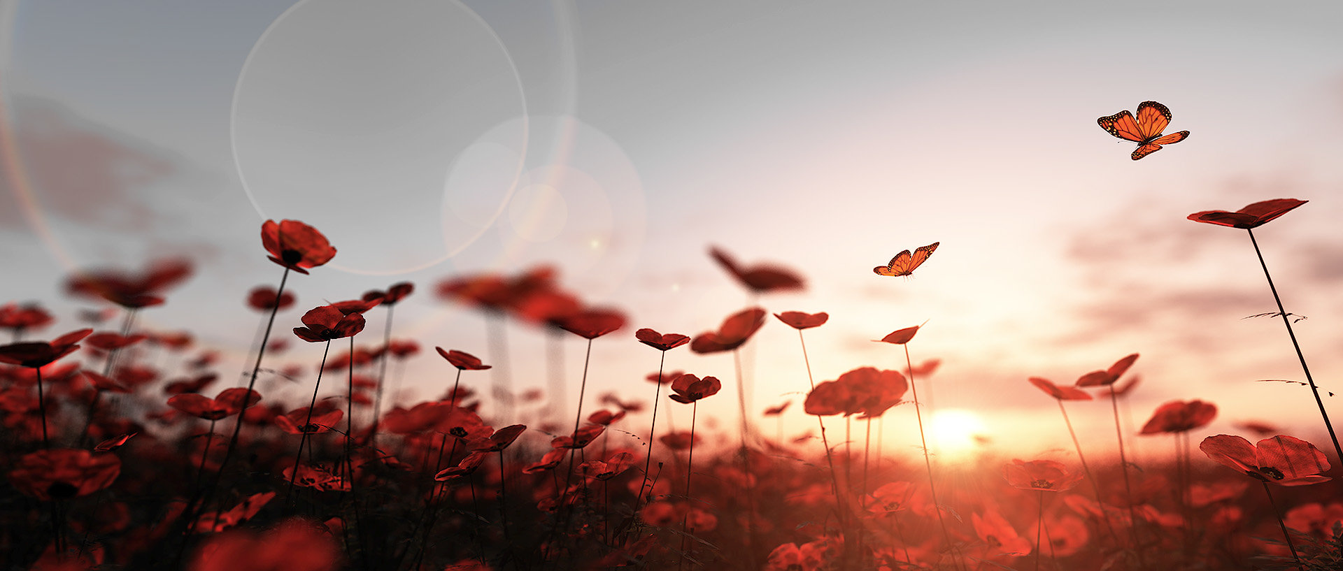 ArtStation - In Flanders Fields