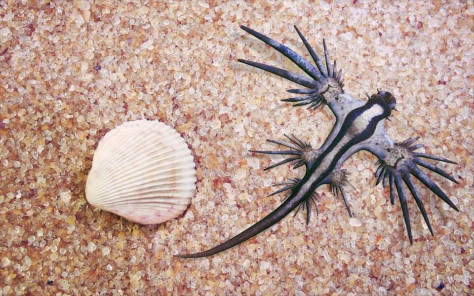 ArtStation - Glaucus Atlanticus (Sea Slug), Caitlin Lamb