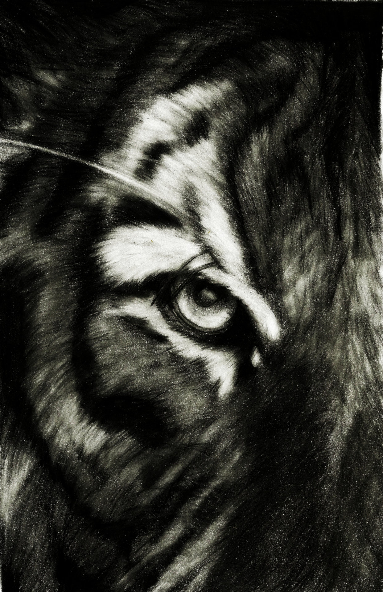 ArtStation - Tiger (close up)