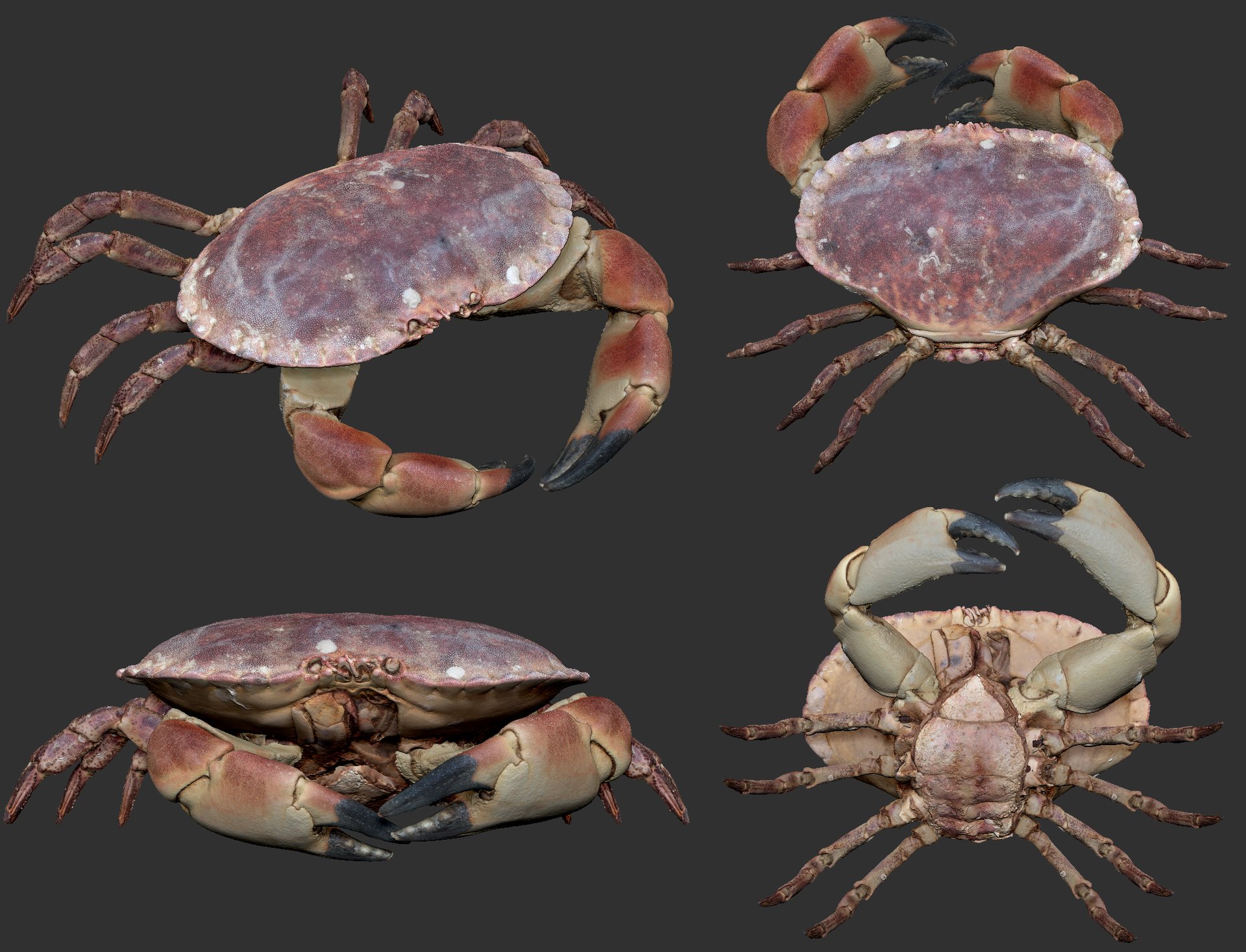 ArtStation - Scan of a Crab