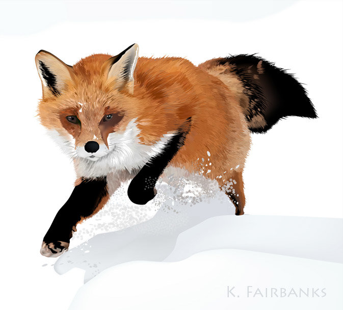 how to draw winter fox