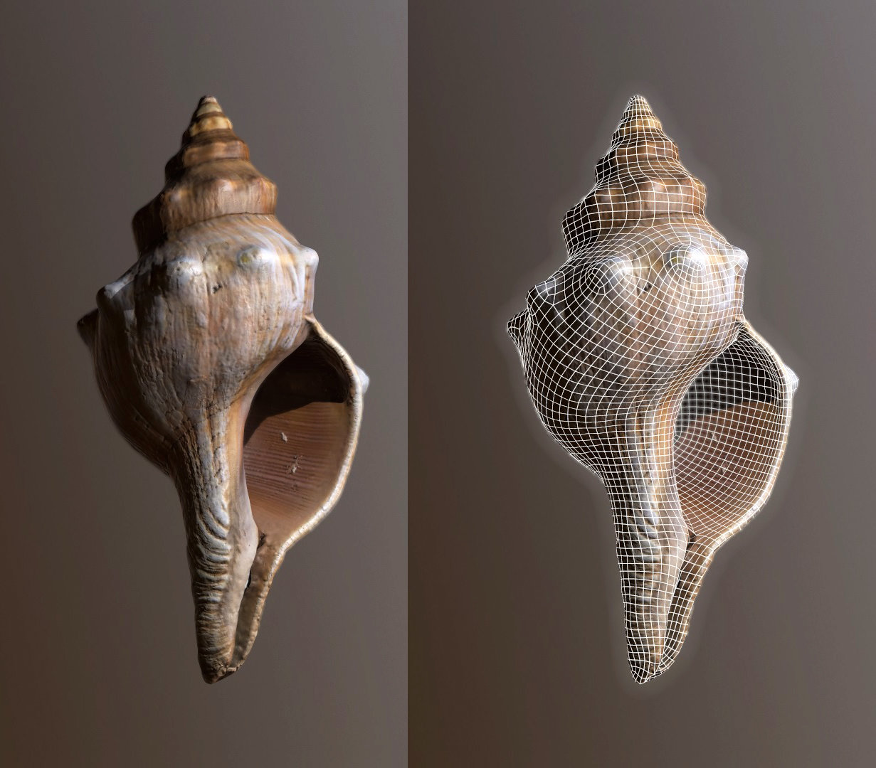 Daniel Cahill - Sea Shell 3D Scan