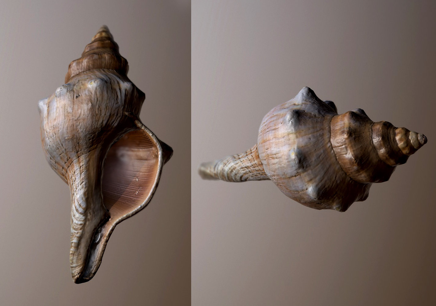 ArtStation - Sea Shell 3D Scan
