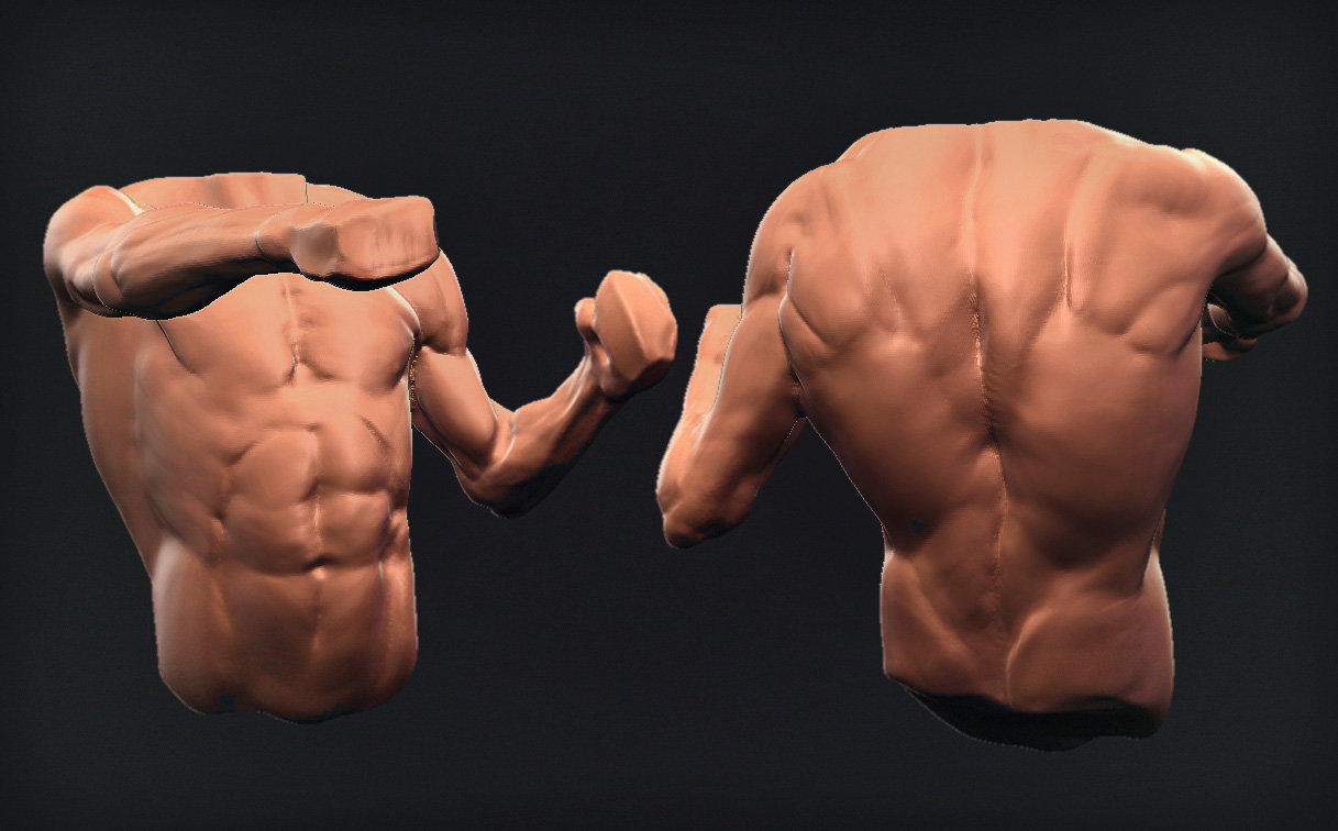ArtStation - Torso Study