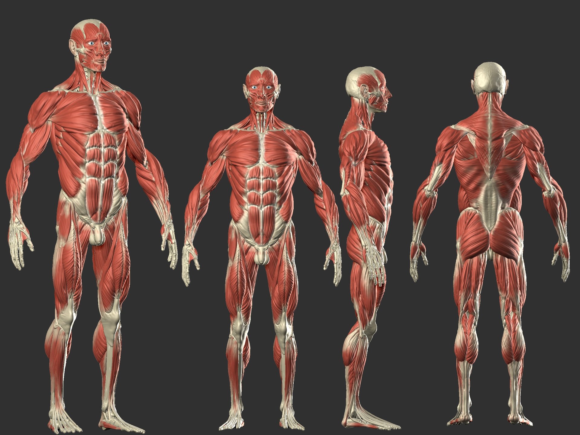 Artstation Male Anatomy Kevin Cayuela Borg