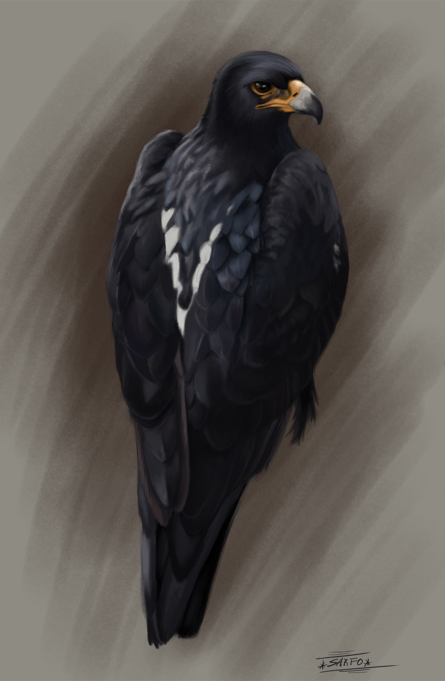 ArtStation - Black Eagle Study