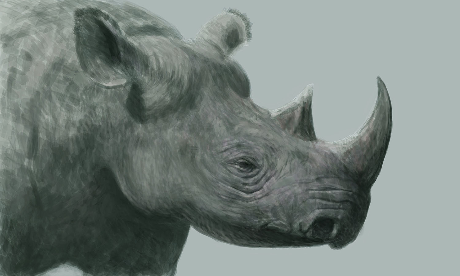 ArtStation - Traditional and Digital White Rhino study