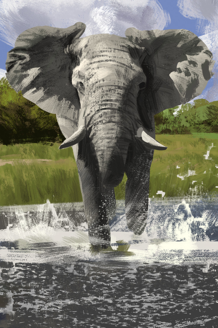 ArtStation - Elephant Study