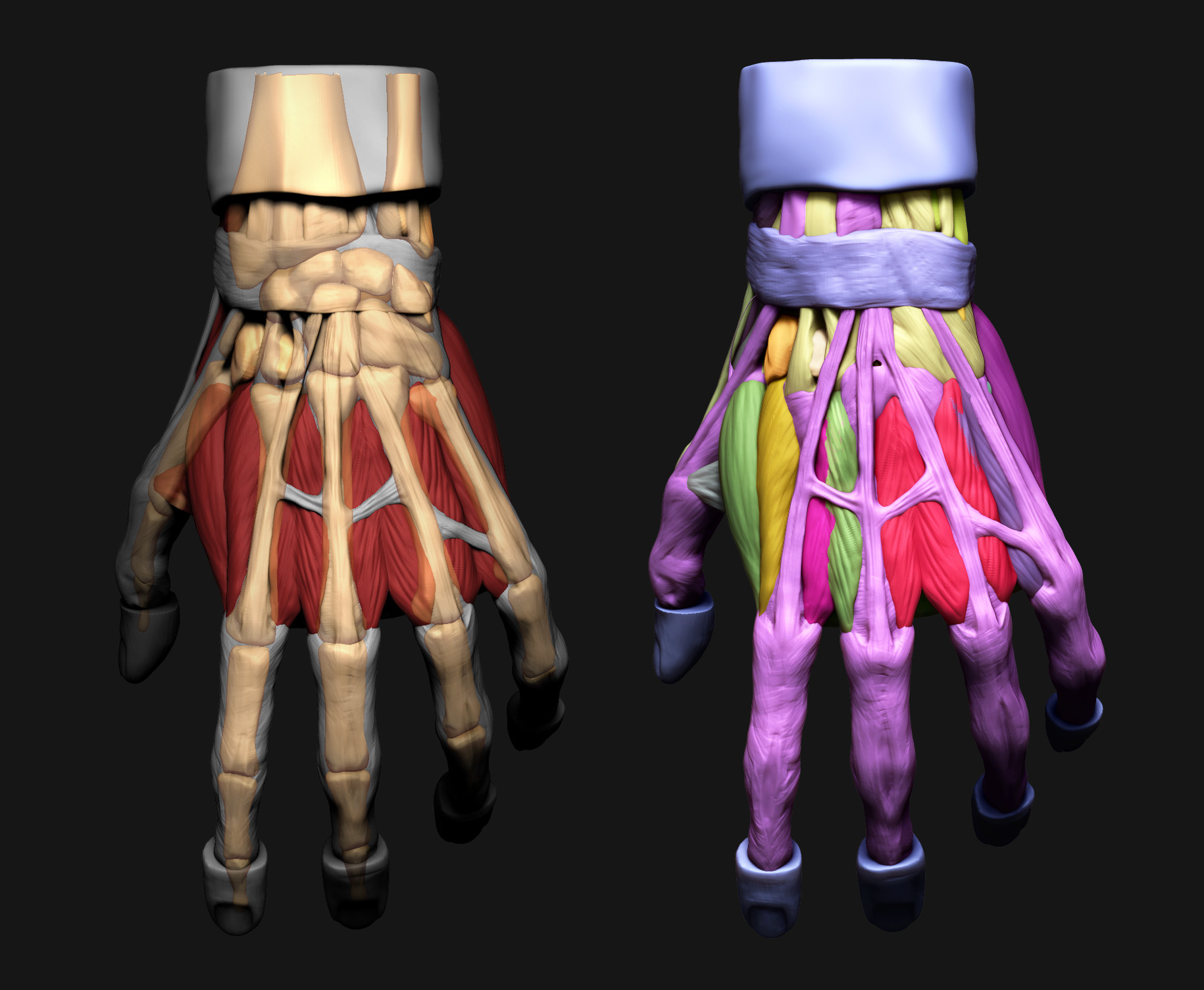 ArtStation - Hand Anatomy Study In Depth