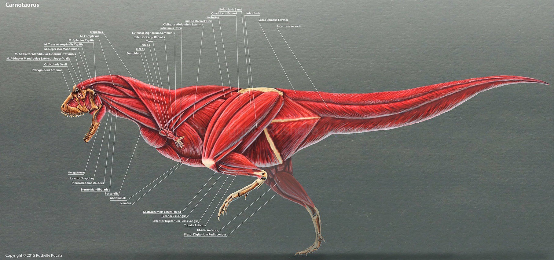 ArtStation - Carnotaurus Muscle Study