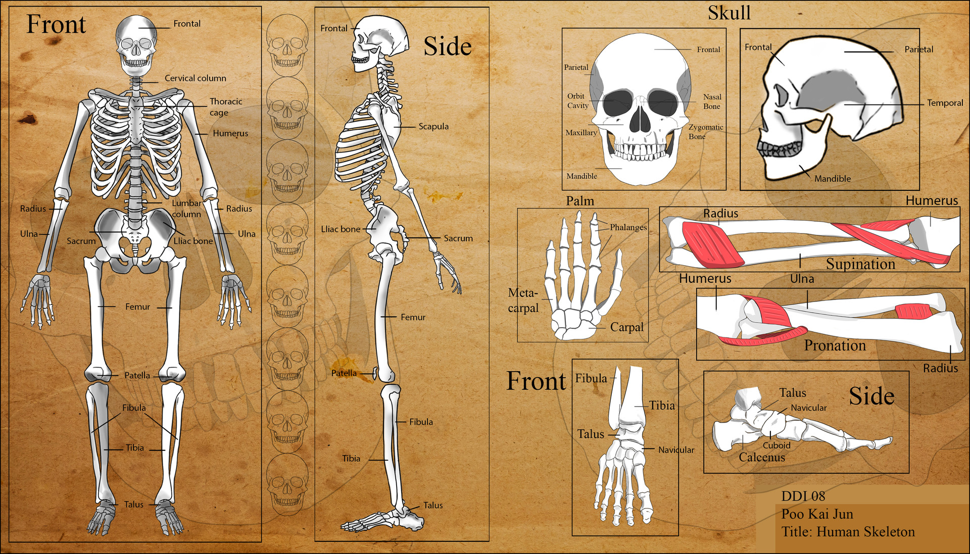 ArtStation - Skeleton Anatomy