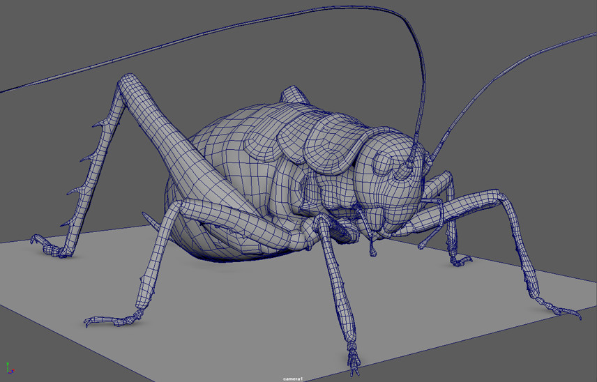 Josefin Lindgren - Giant Weta