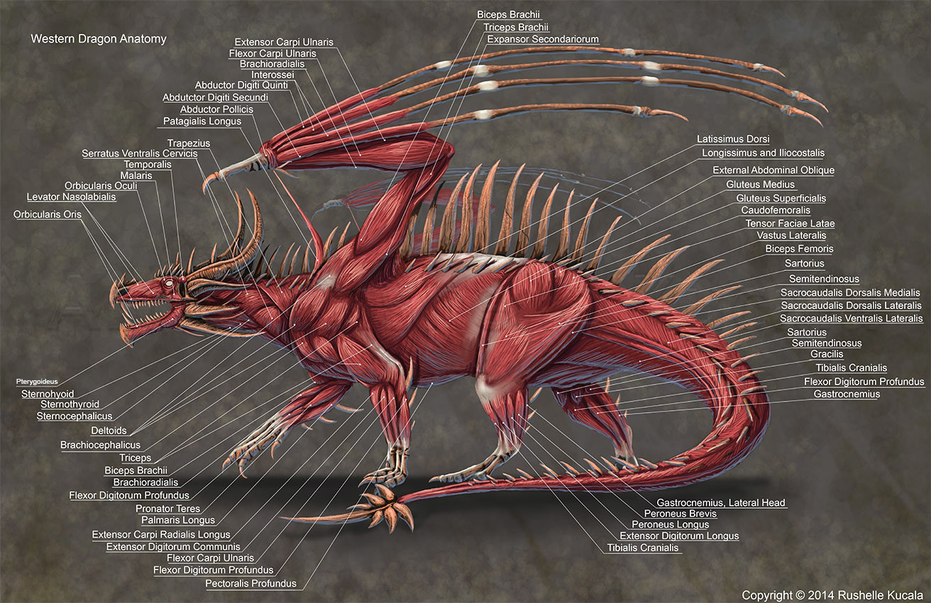 Rushelle Kucala - Western Dragon Muscle Anatomy