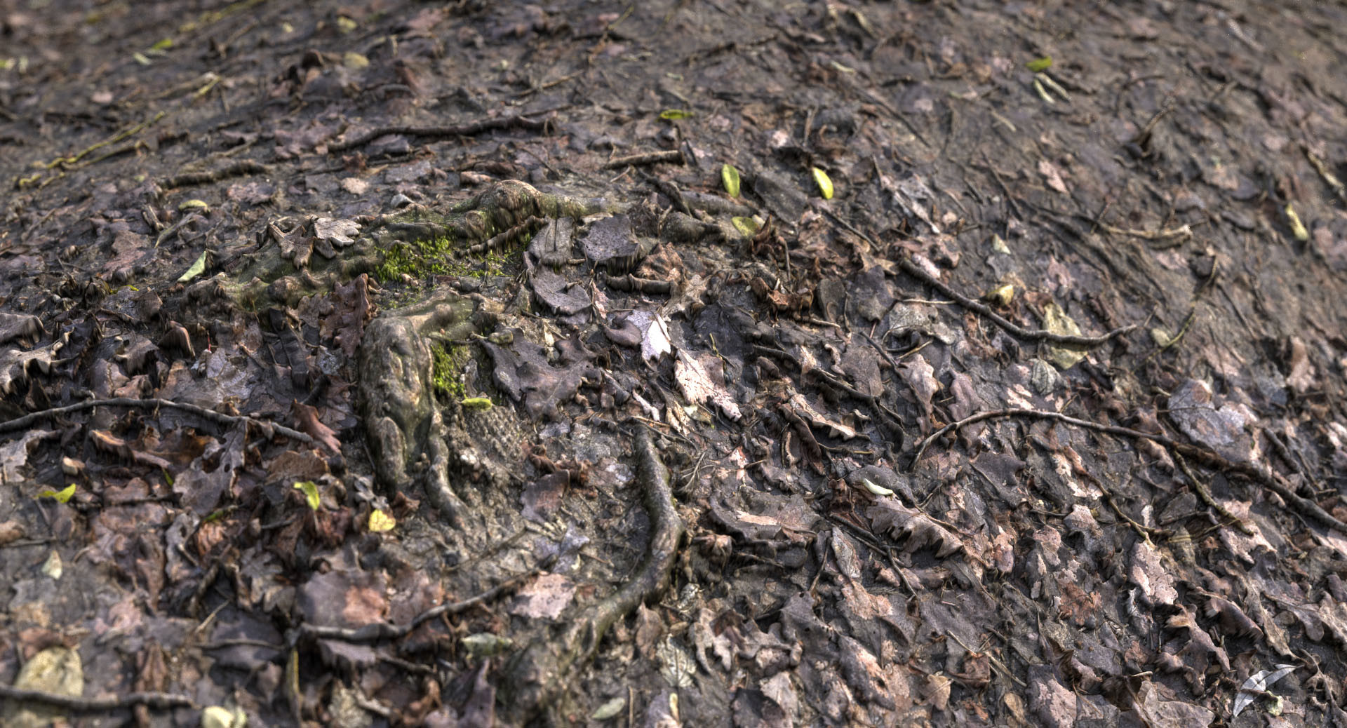 SCHINDELAR-3D - RDTexture - Muddy-forest-floor