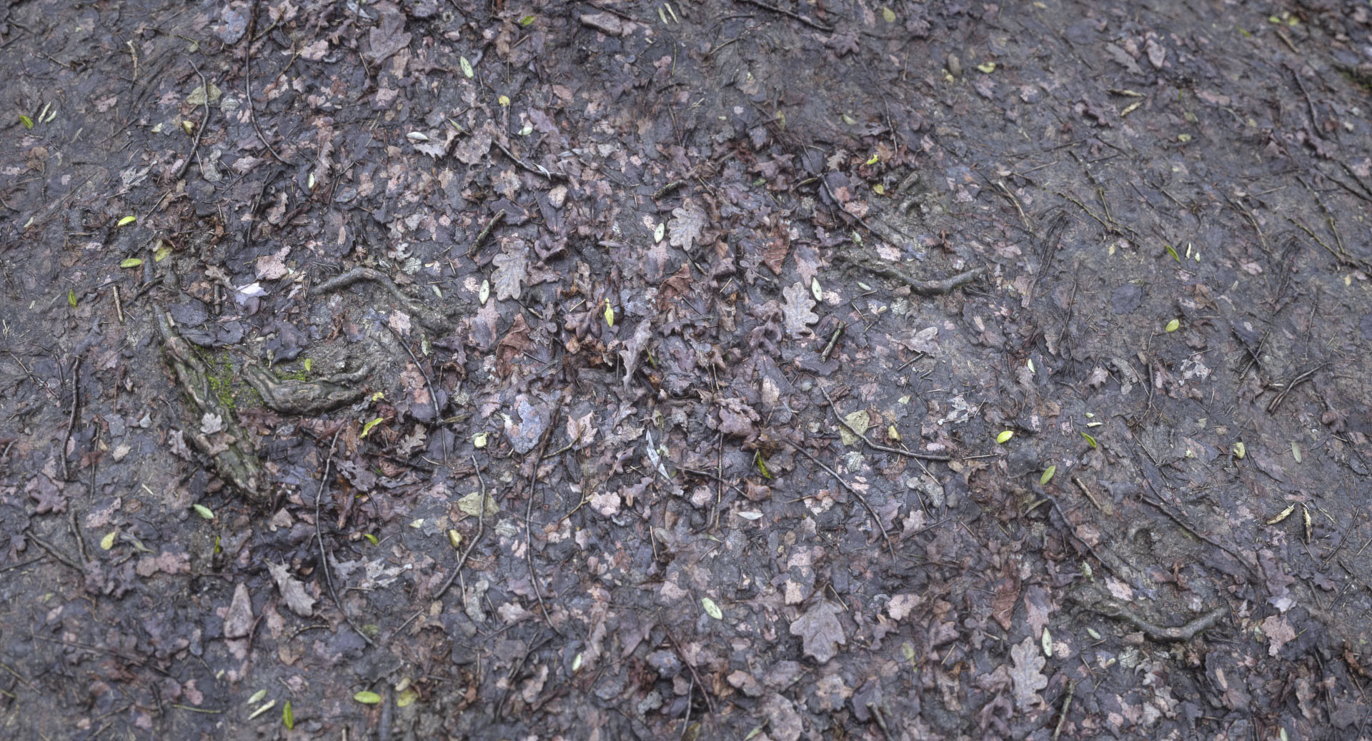 SCHINDELAR-3D - RDTexture - Muddy-forest-floor