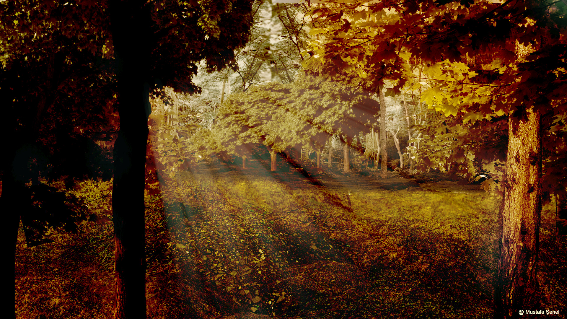 ArtStation - The Strange Forest