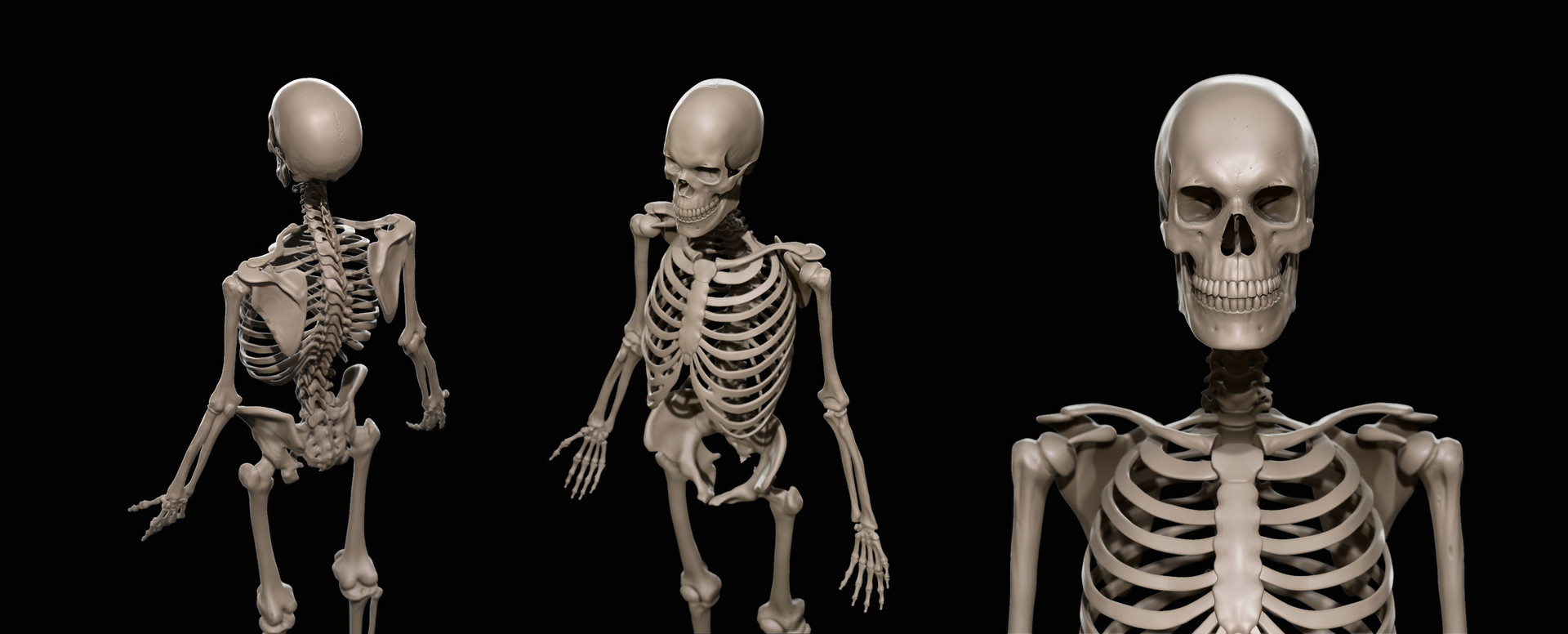 ArtStation - Skeletal study