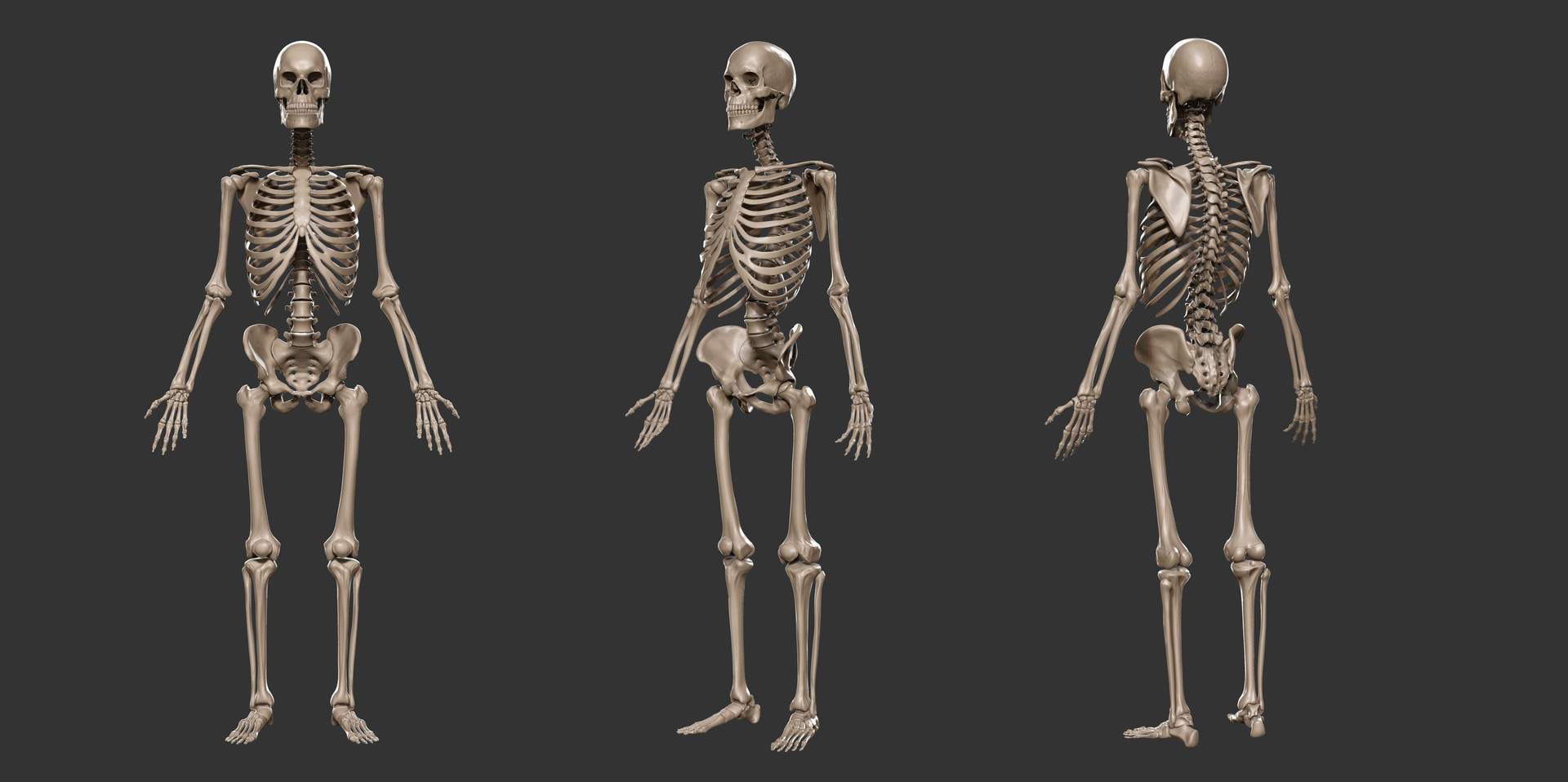 ArtStation - Skeletal study 2