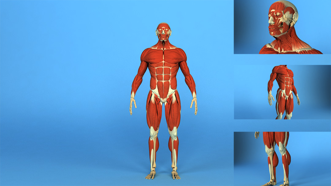 ArtStation - Ecorche - Male Anatomical Study