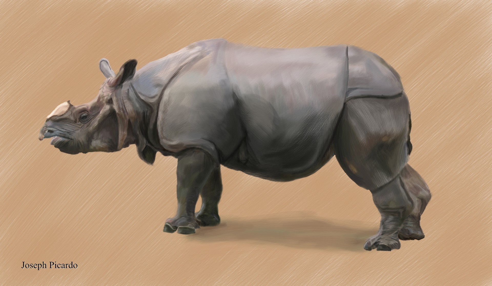 ArtStation - Rhino_anatomy_study