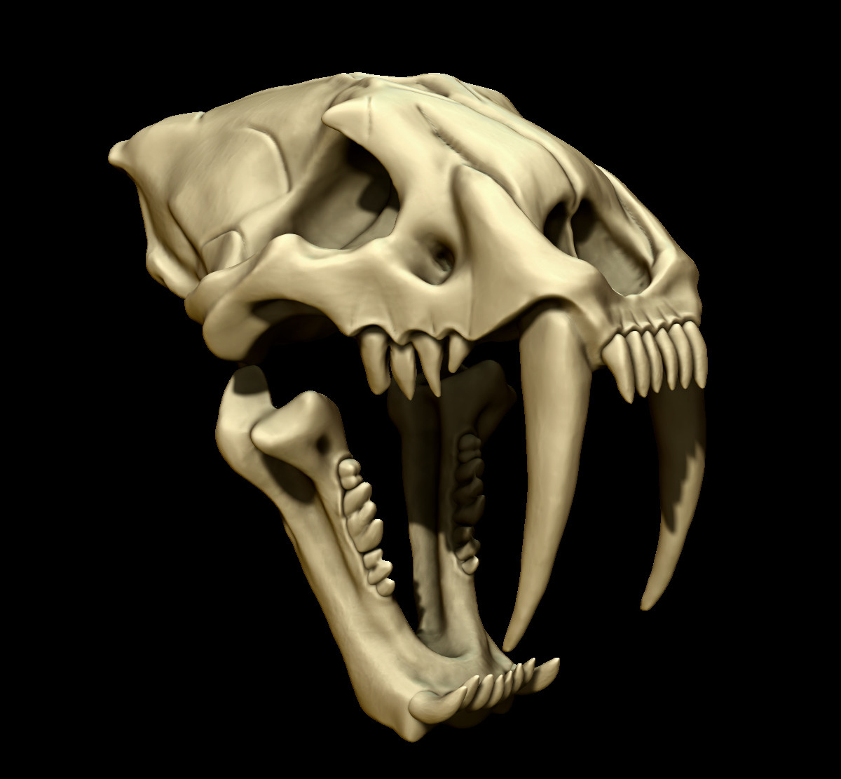 Smilodon Skull